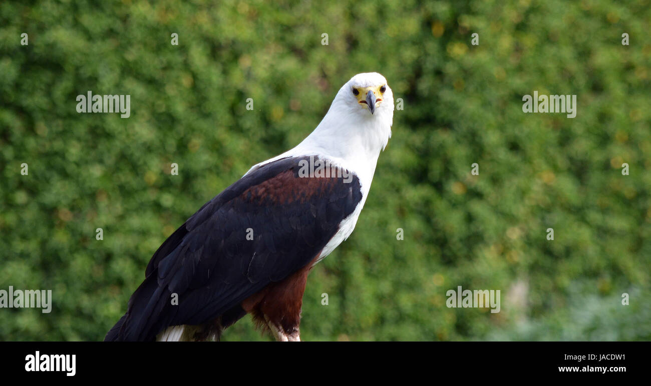 Eagle legs hi-res stock photography and images - Alamy