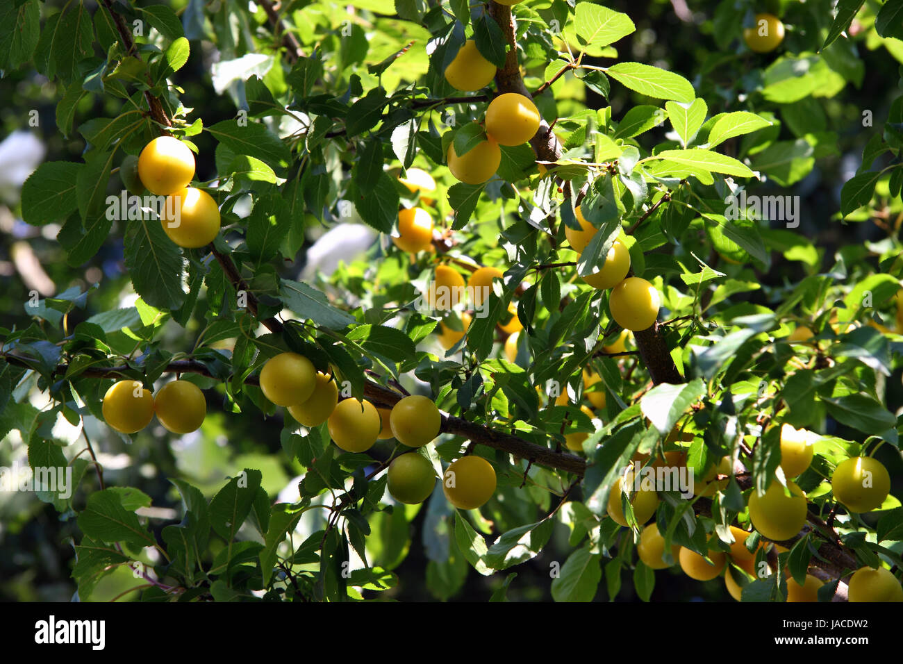 Mirabellenernte hi-res stock photography and images - Alamy