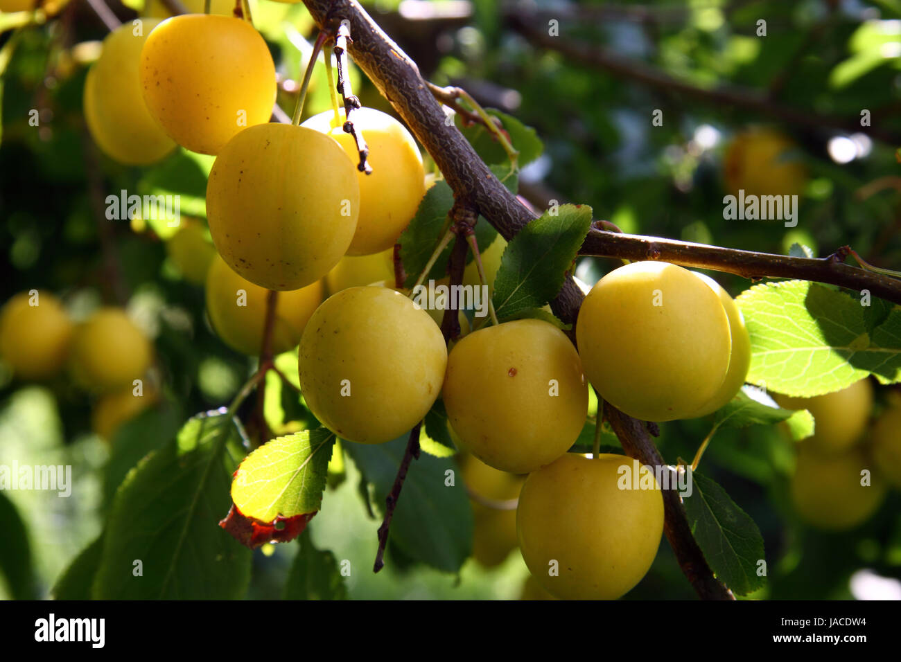 Mirabellenernte hi-res stock photography and images - Alamy