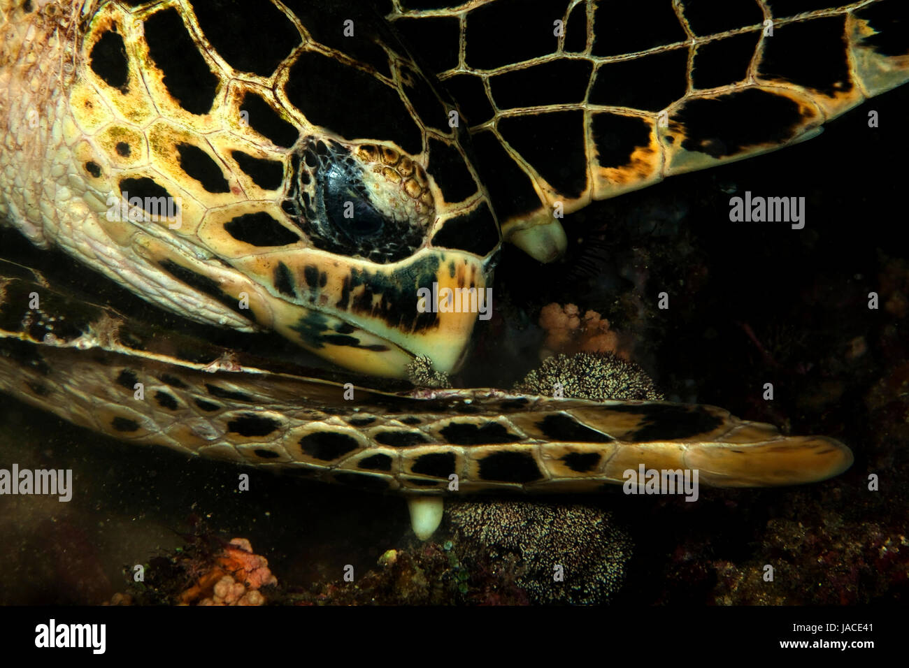 Tortoise fight hi-res stock photography and images - Alamy