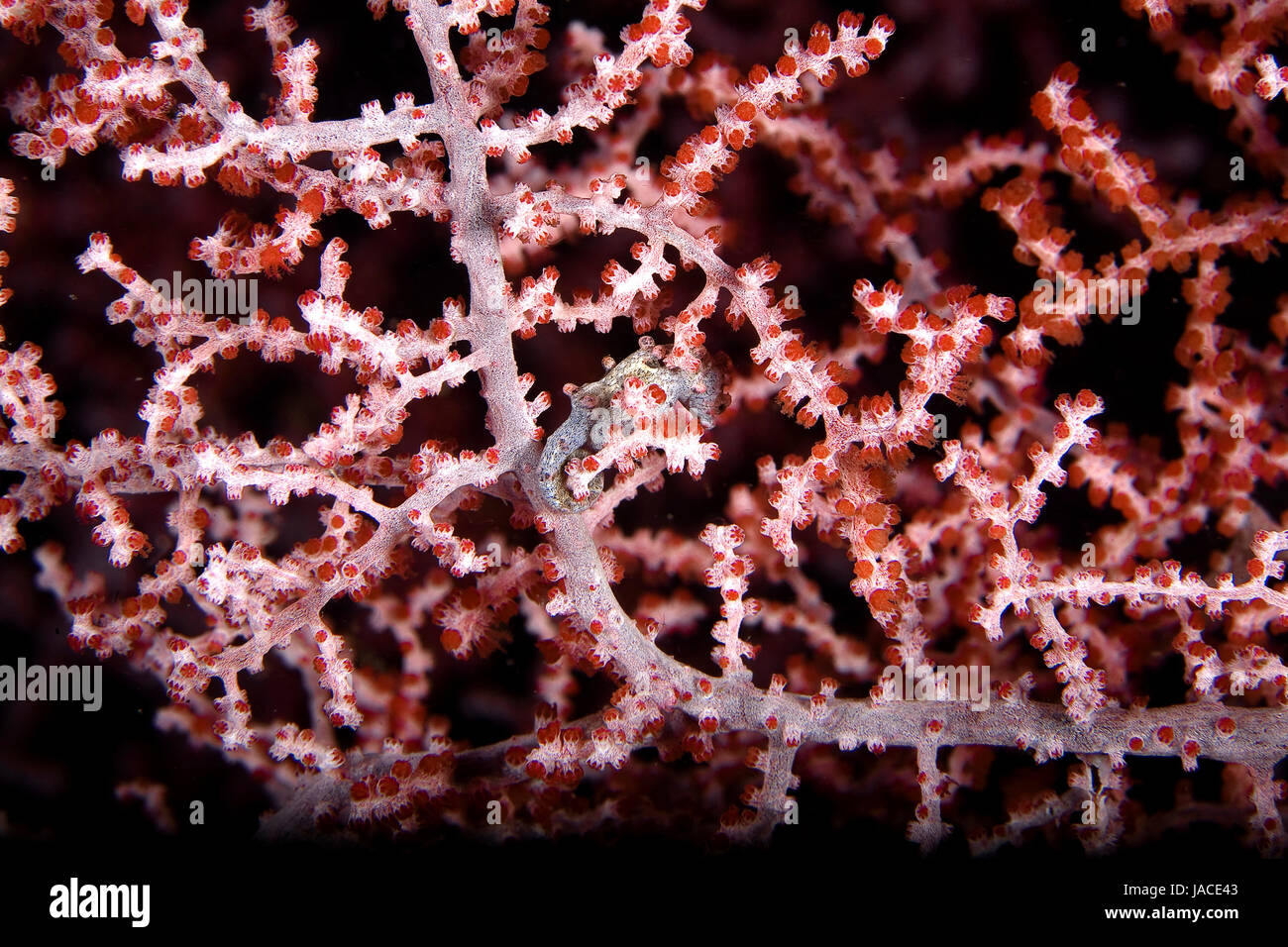 Pipsqueak hi-res stock photography and images - Alamy