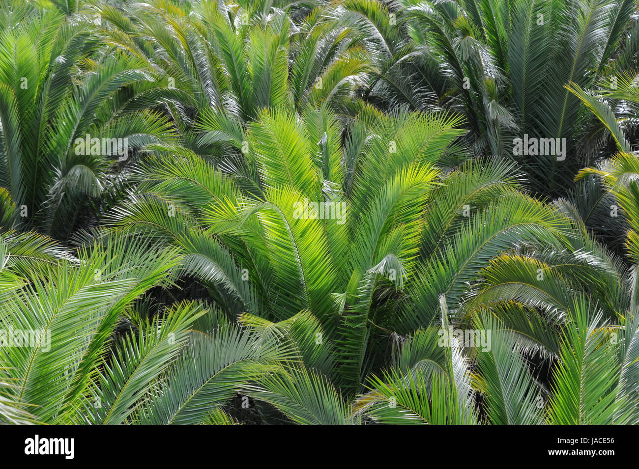 spain - palms Stock Photo - Alamy