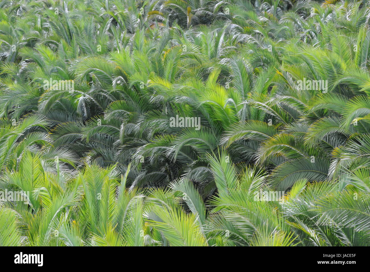 spain - palm trees Stock Photo - Alamy