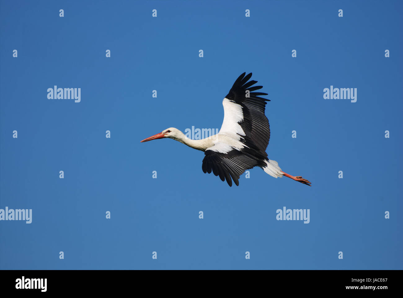 flying white stork Stock Photo - Alamy