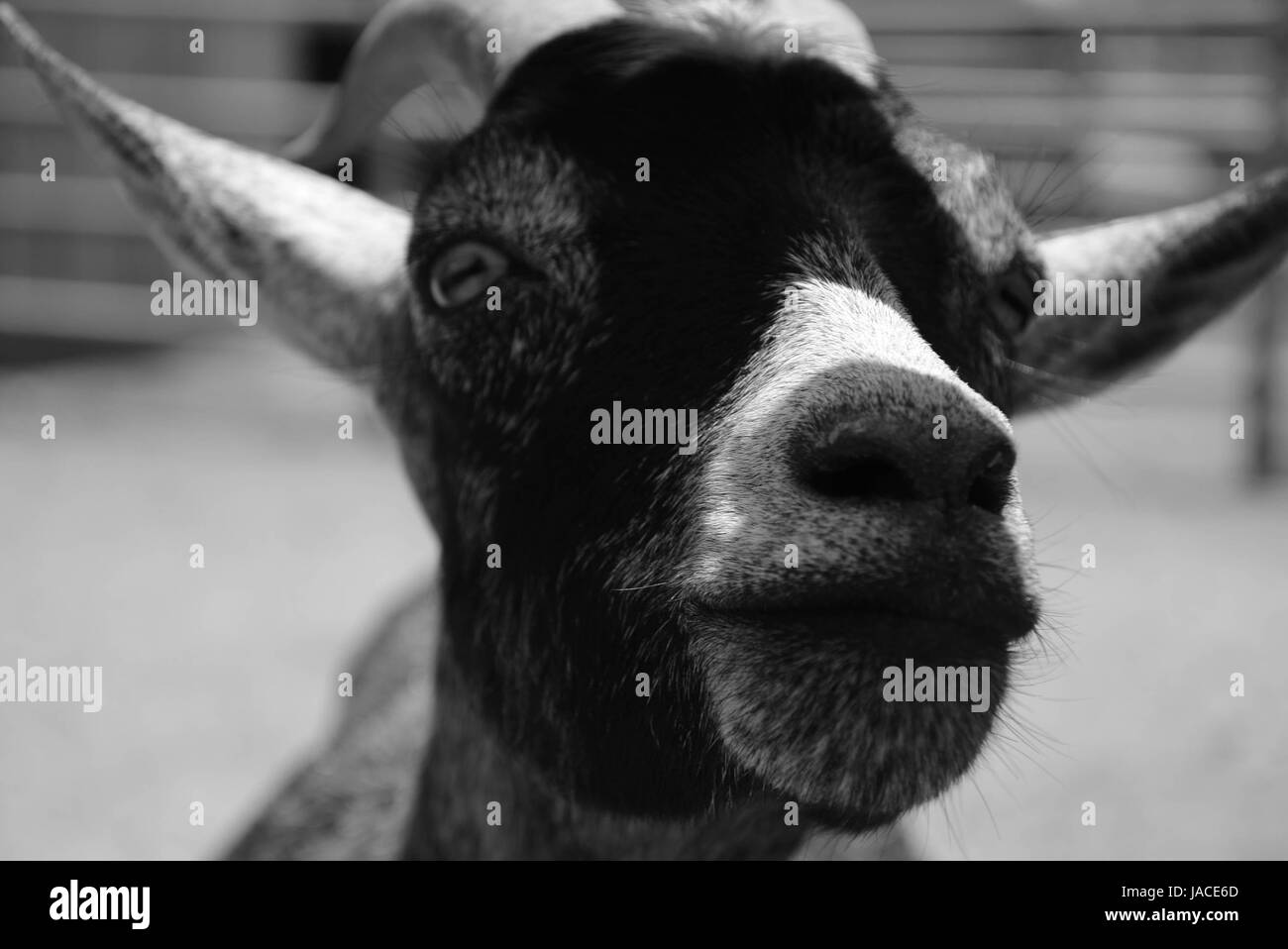 Love this photo he looks happy and just chill Stock Photo - Alamy