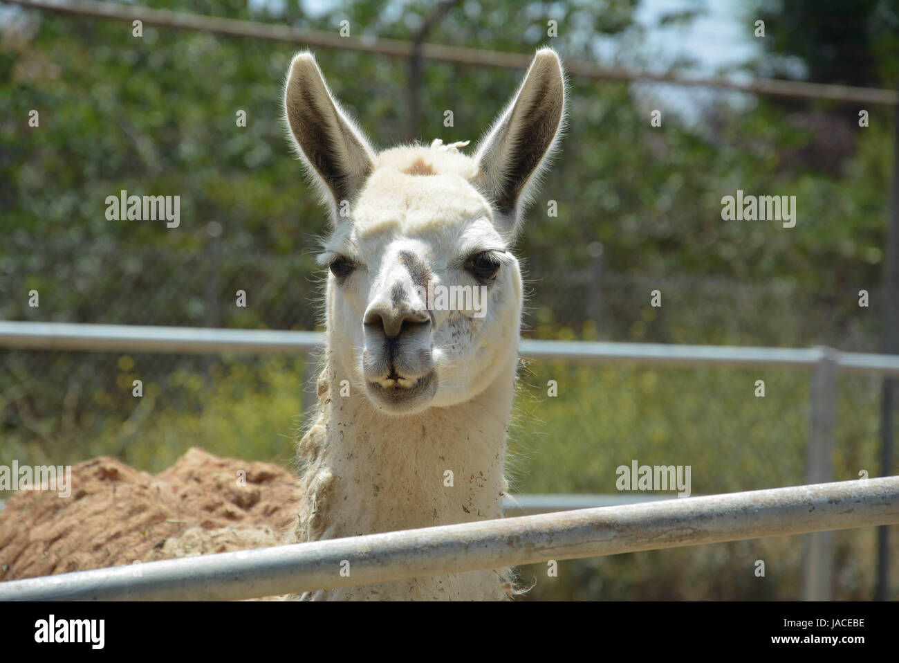 Adorable Llama ,she has the longest lashes and a cute little smirk ...