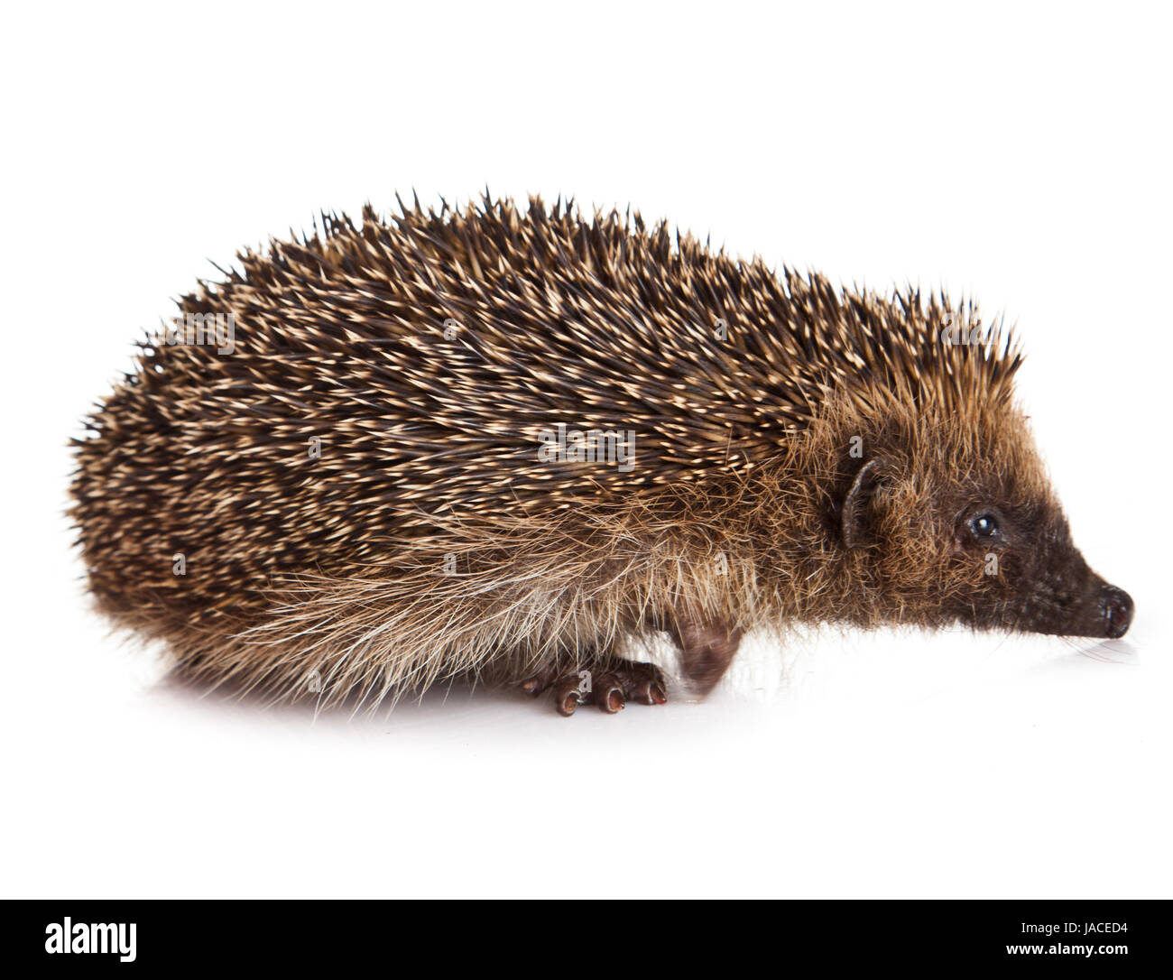 Spiky hedge Cut Out Stock Images & Pictures - Alamy