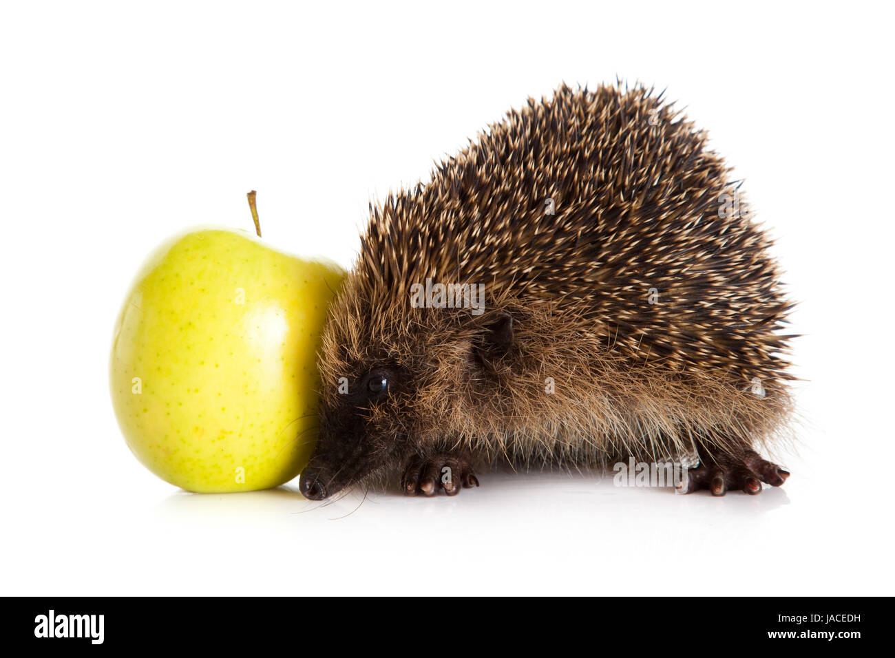 hedgehog with an apple. hedgehog isolated Stock Photo - Alamy