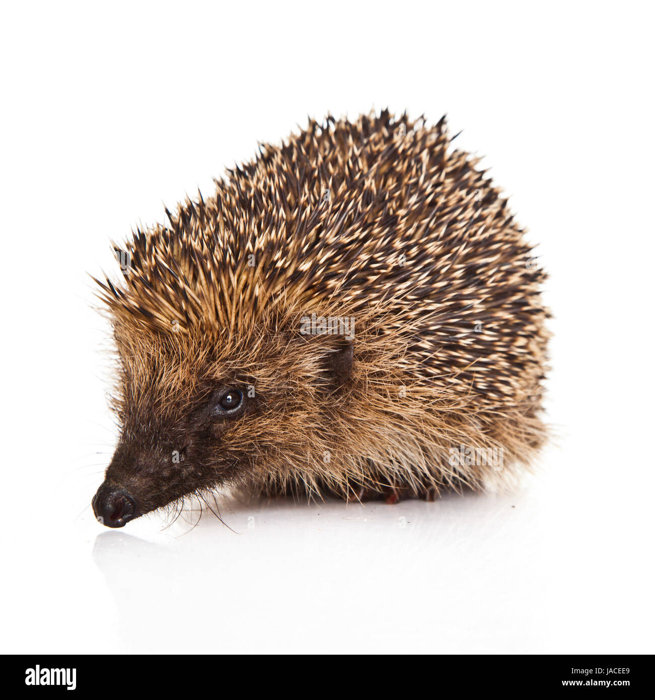Spiky hedge Cut Out Stock Images & Pictures - Alamy