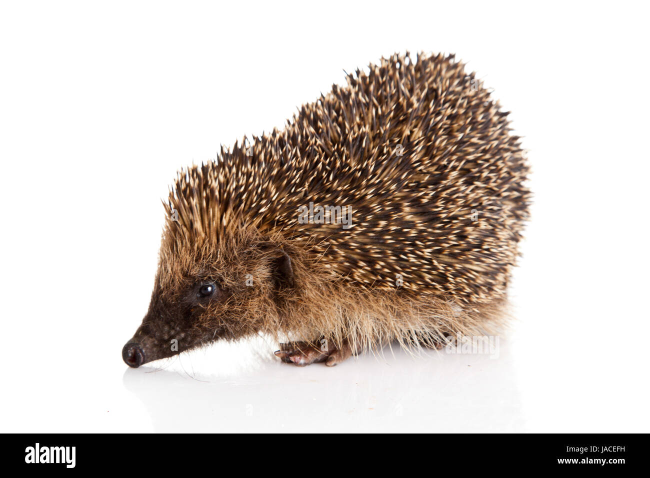 Hedgehog profile Cut Out Stock Images & Pictures - Alamy