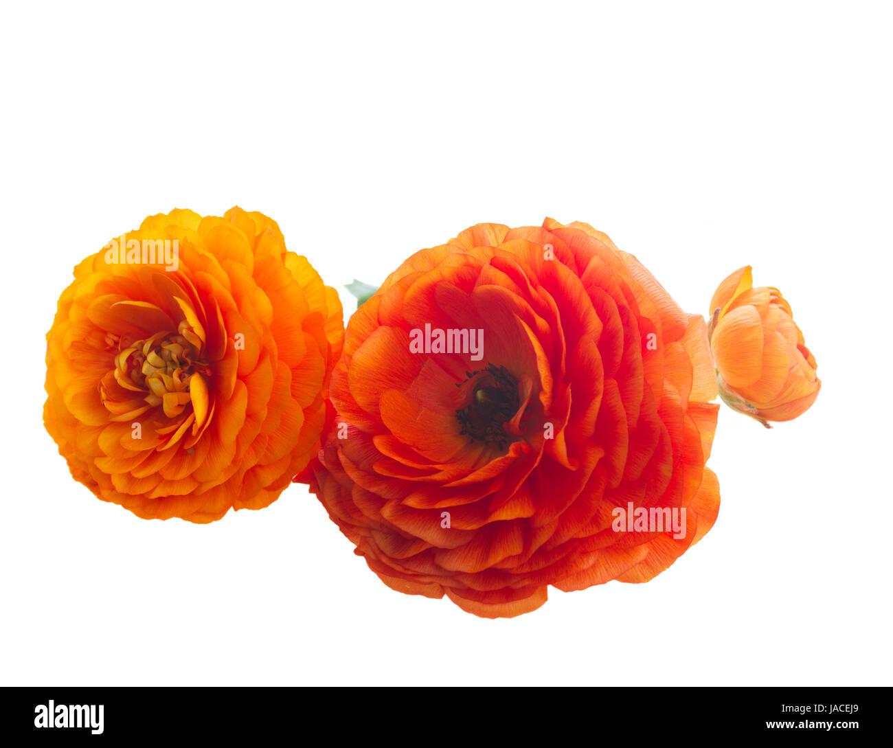 Orange ranunculus fresh flowers Stock Photo - Alamy