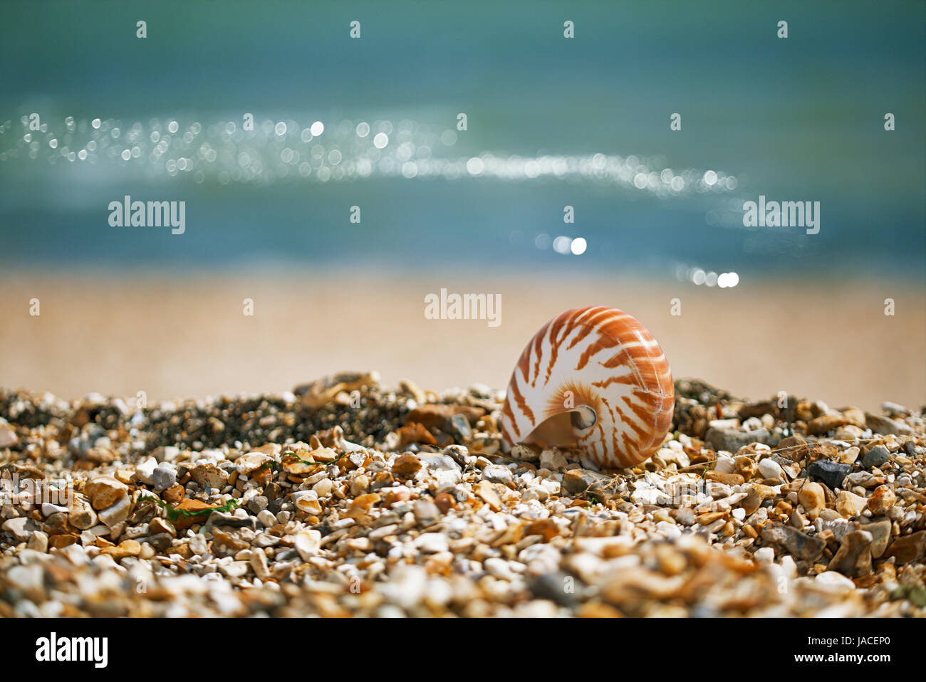Great British summer pebble beach with nautilus pompilius sea shell ...