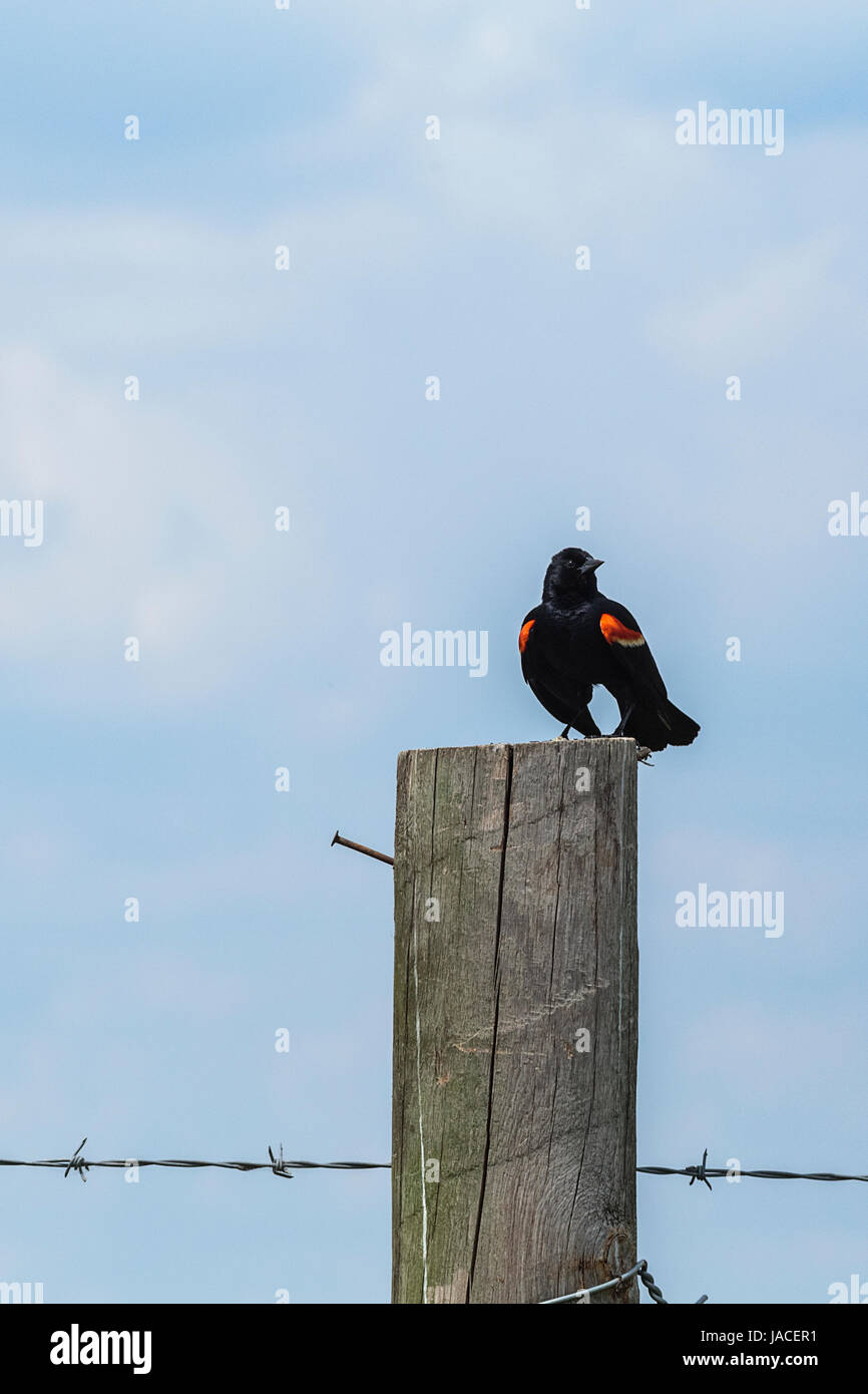 Bird on a Fence Stock Photo - Alamy