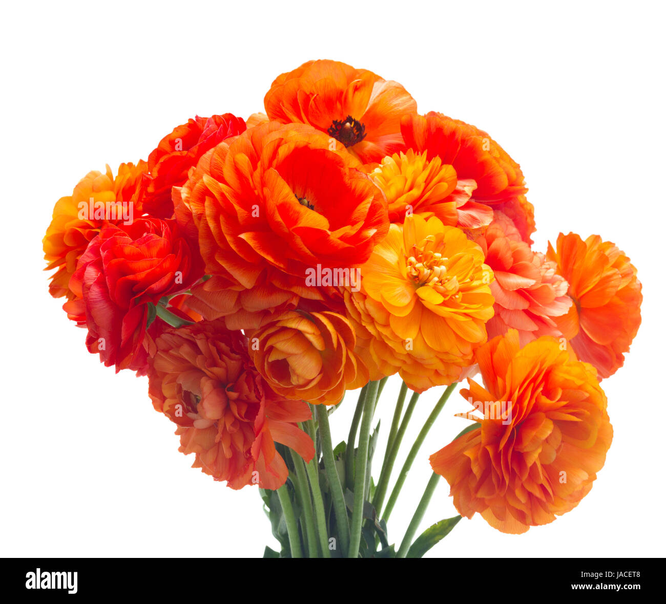 Orange ranunculus fresh flowers Stock Photo - Alamy