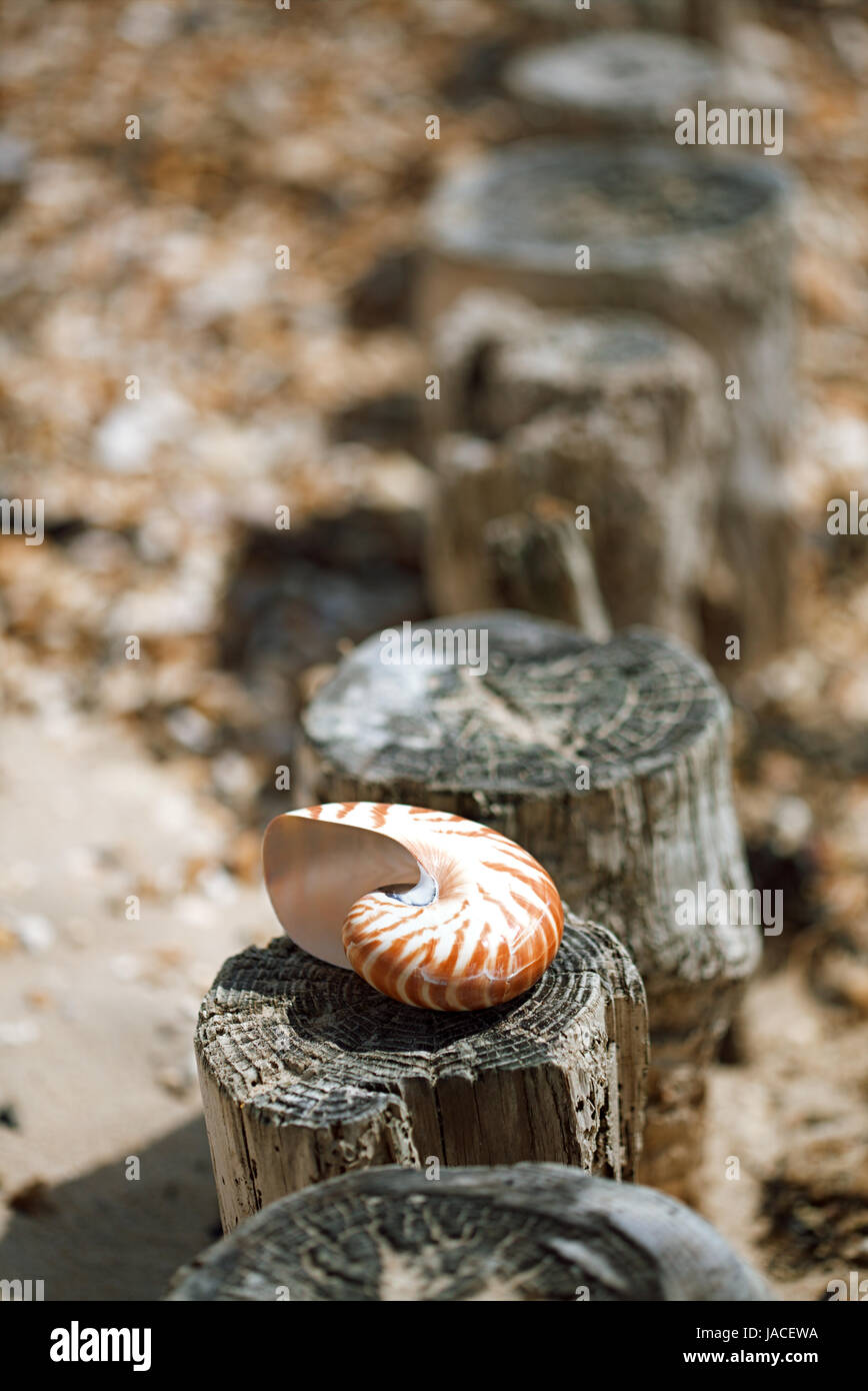 Great British summer pebble beach with nautilus pompilius sea shell ...