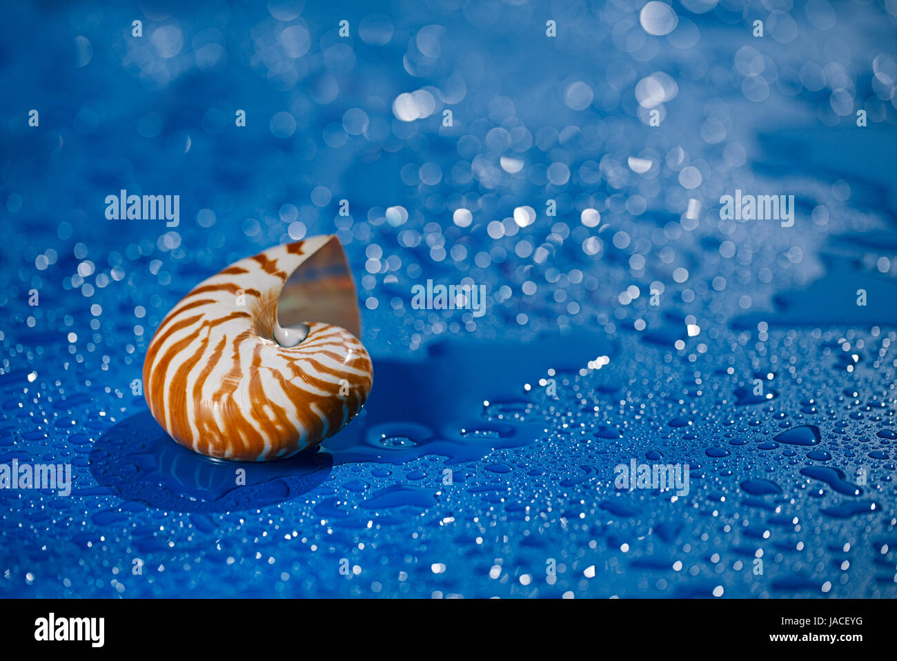 nautilus shell on blue background with waterdrops Stock Photo - Alamy
