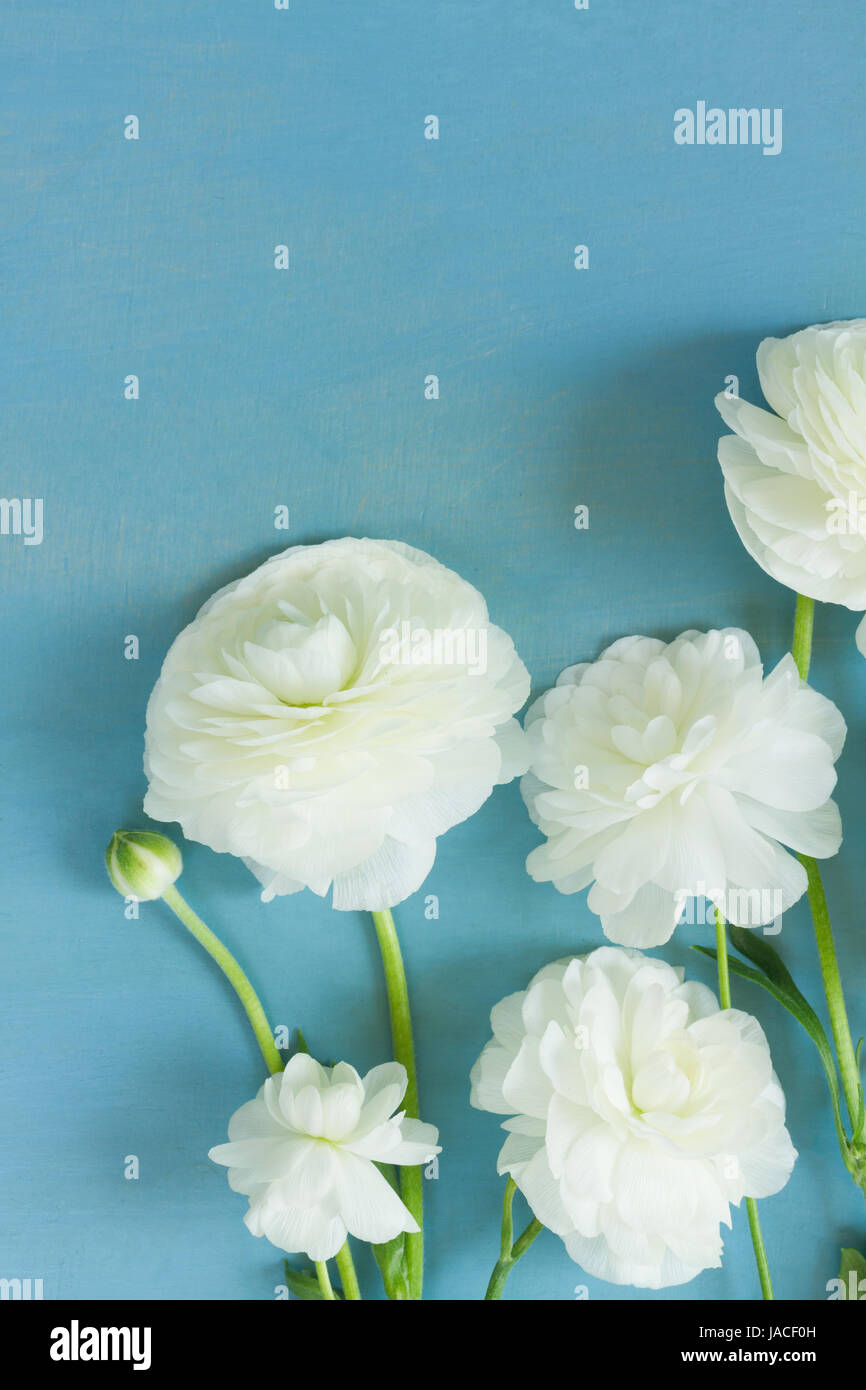 white ranunculus flowers Stock Photo - Alamy