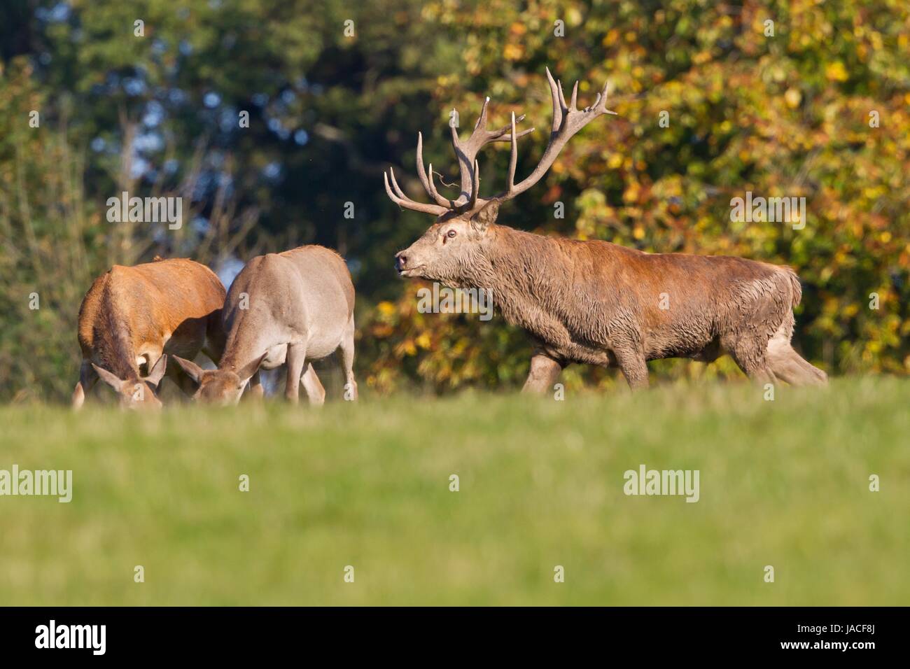 1 tier hi-res stock photography and images - Alamy