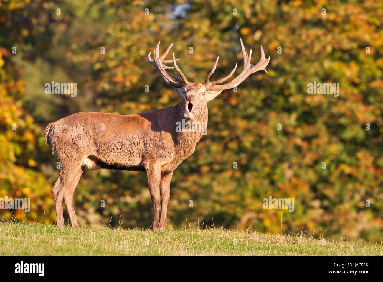 Red deer location hi-res stock photography and images - Alamy