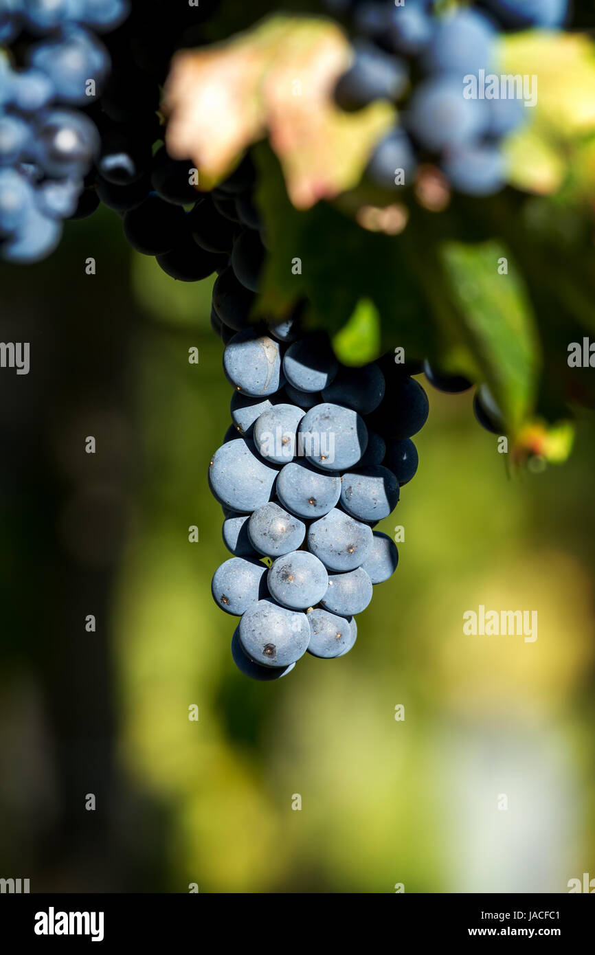 Tasty blue grapes close-up Stock Photo - Alamy