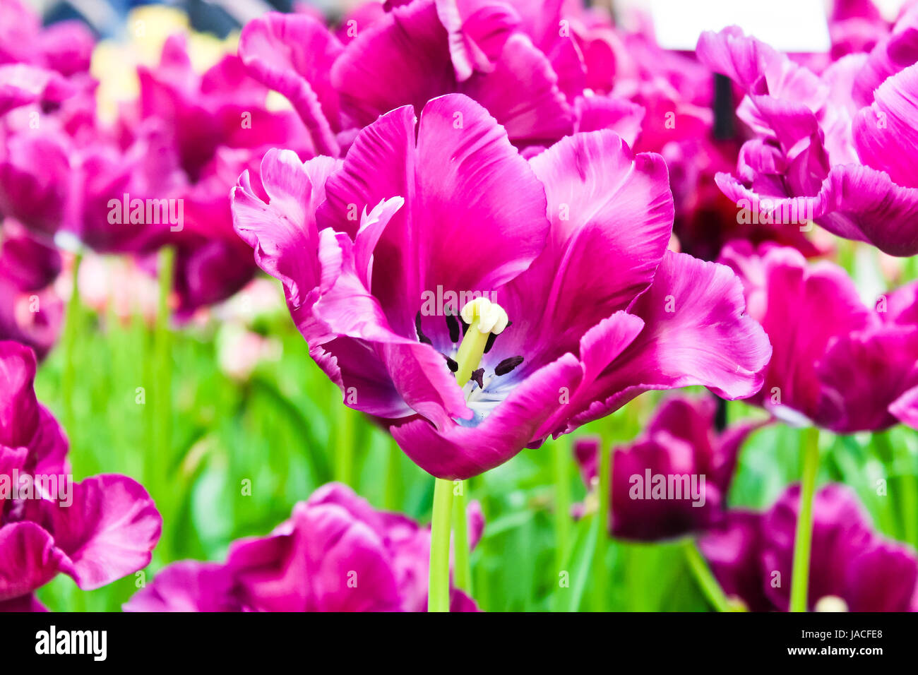 Beautiful spring flowers. Tulips Stock Photo - Alamy