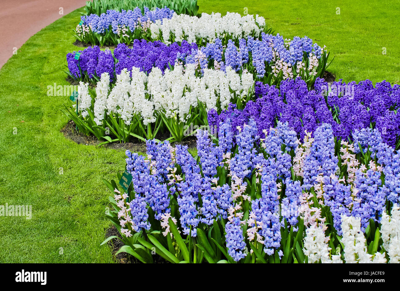 Spring flower. hyacinth Stock Photo - Alamy