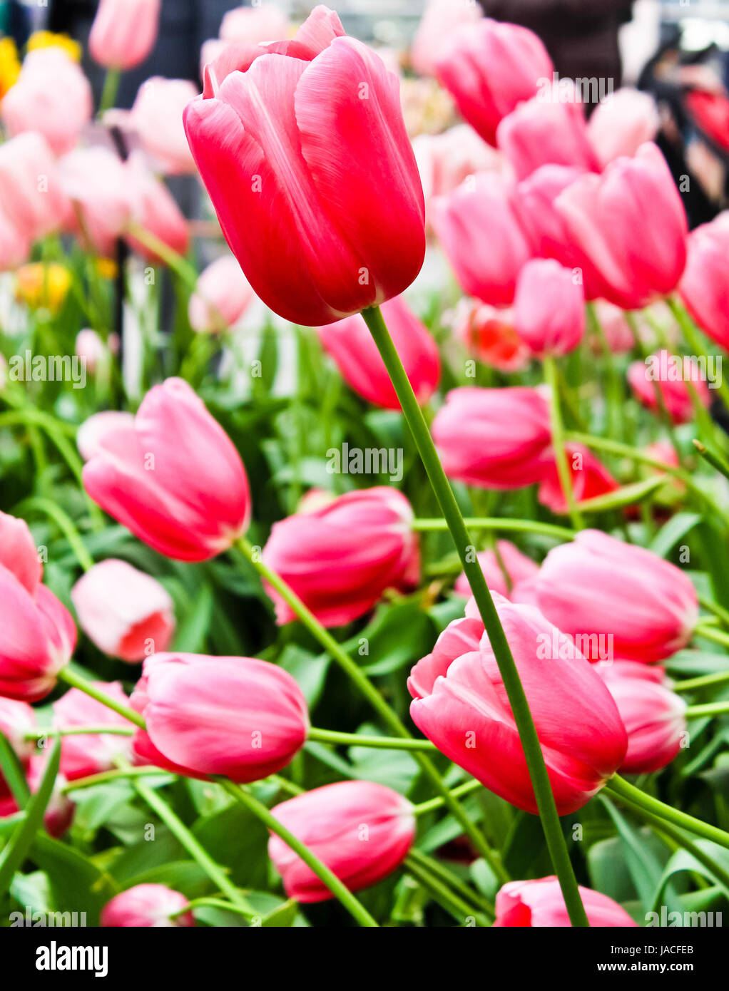 Beautiful spring flowers. Tulips Stock Photo - Alamy