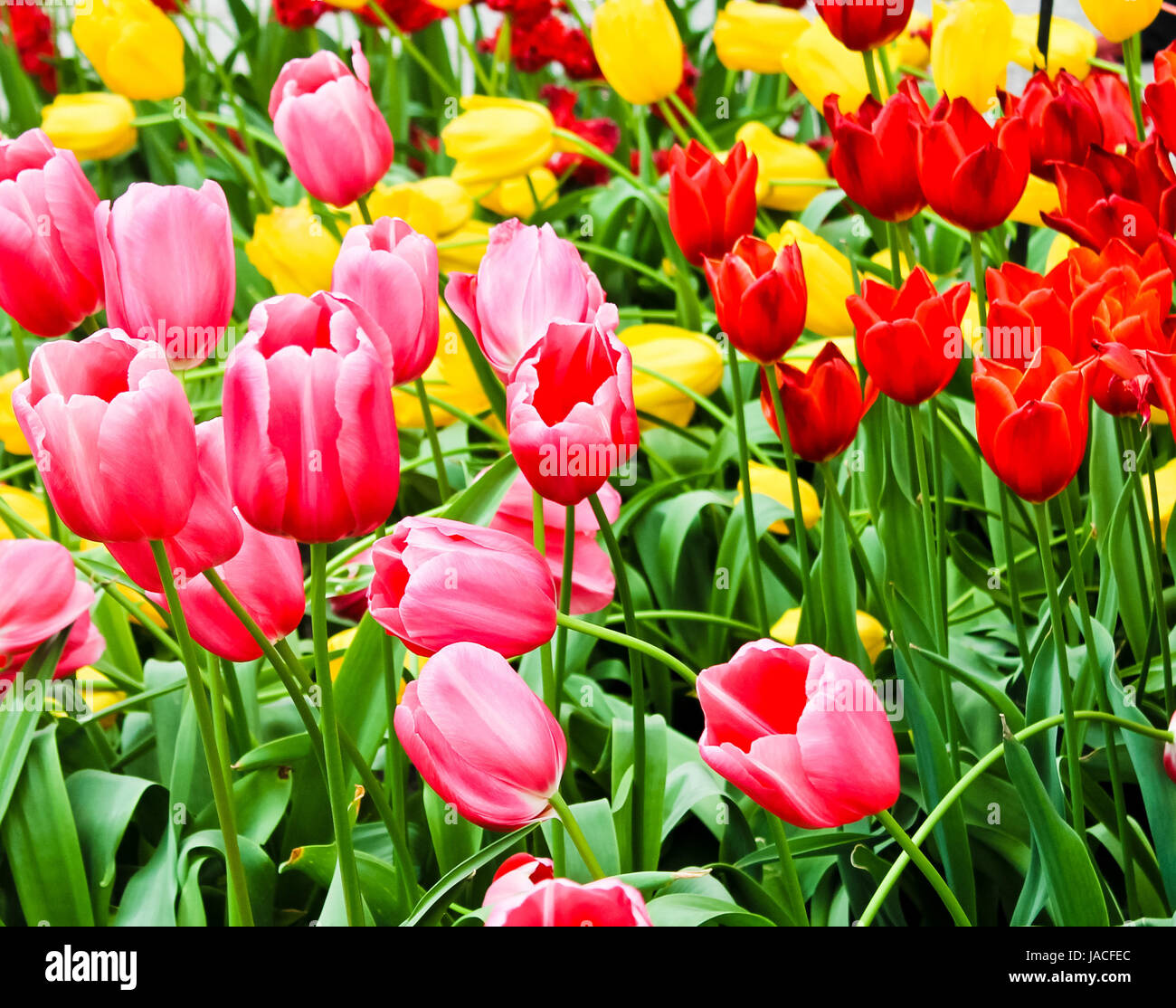 Beautiful spring flowers. Tulips Stock Photo - Alamy
