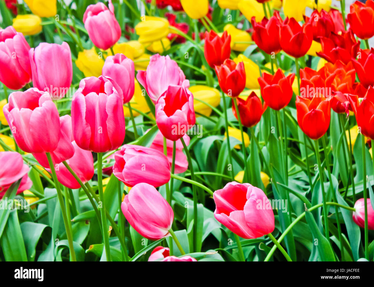 Beautiful spring flowers. Tulips Stock Photo - Alamy