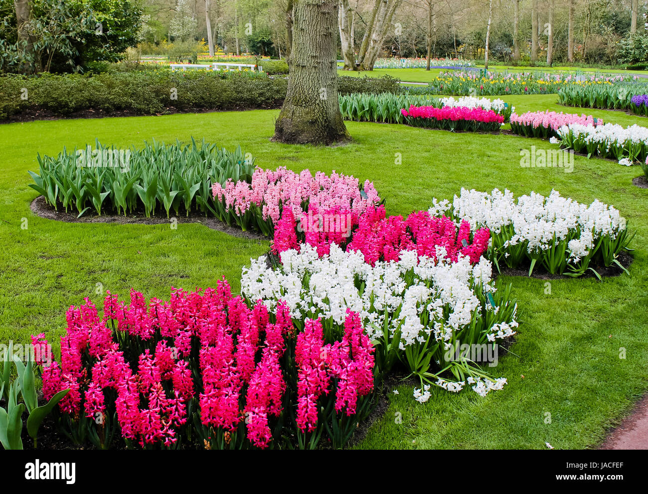 hyacinth flowers. Spring flowers Stock Photo - Alamy