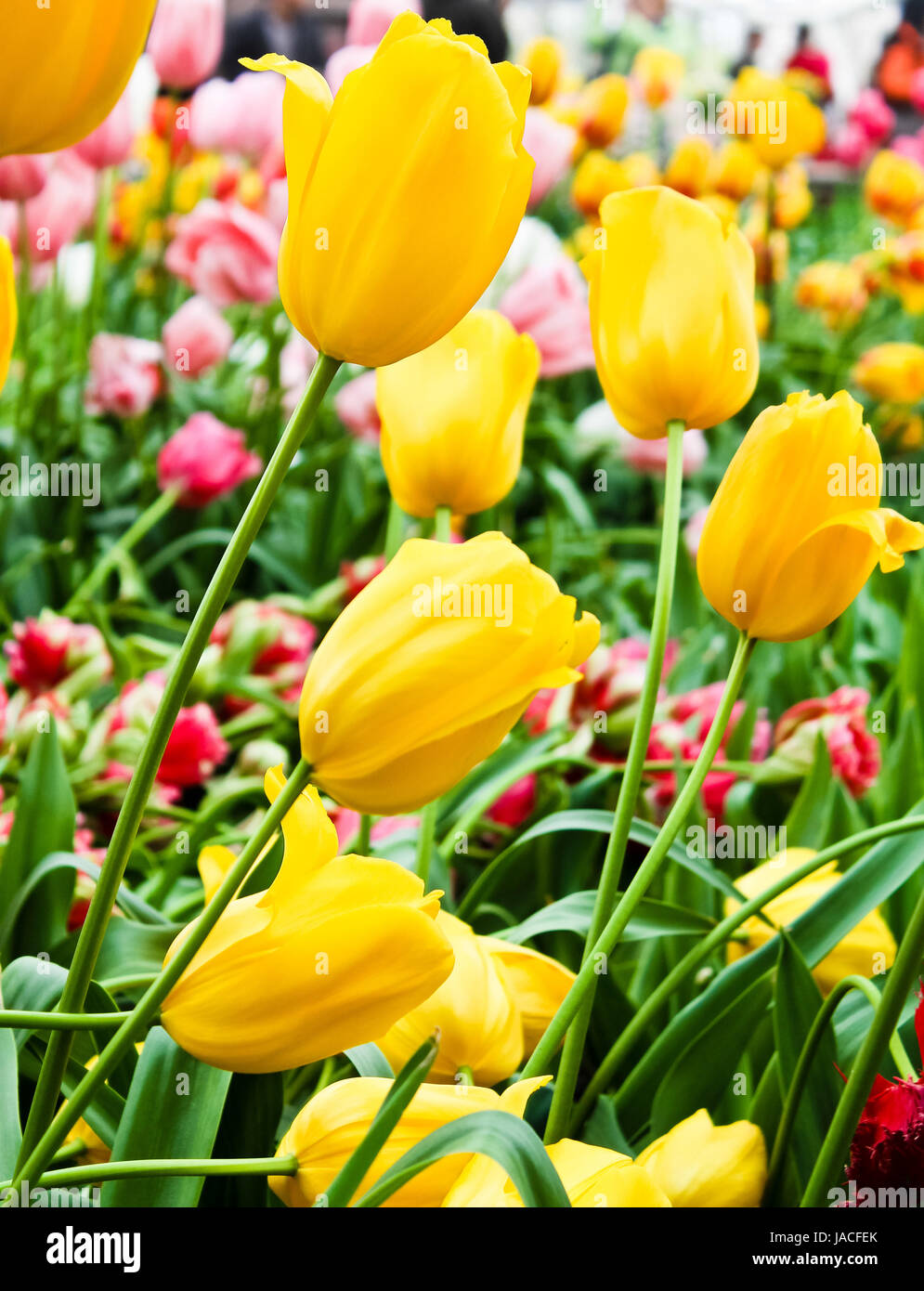 Beautiful spring flowers. Tulips Stock Photo - Alamy
