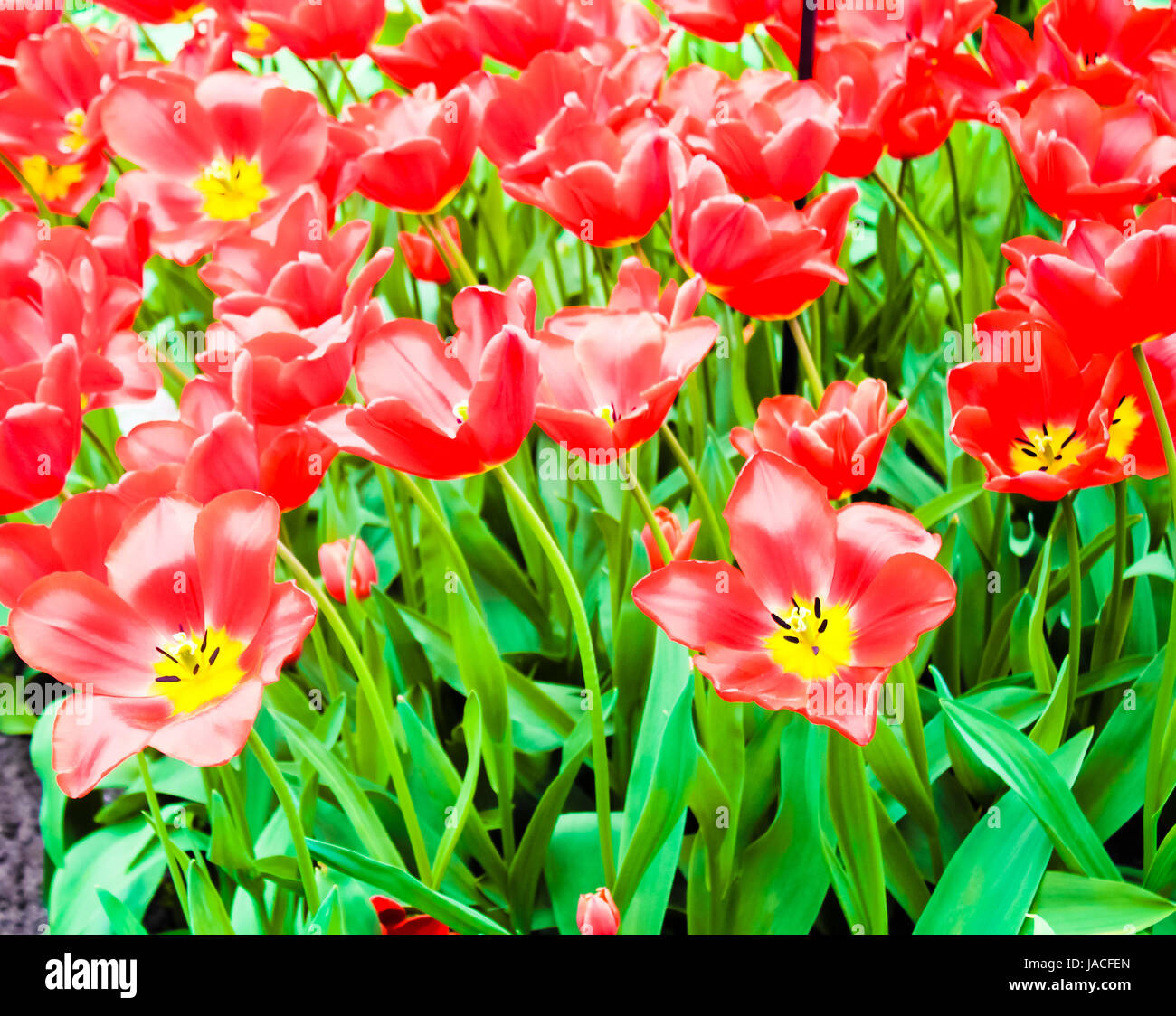 Beautiful spring flowers. Tulips Stock Photo - Alamy