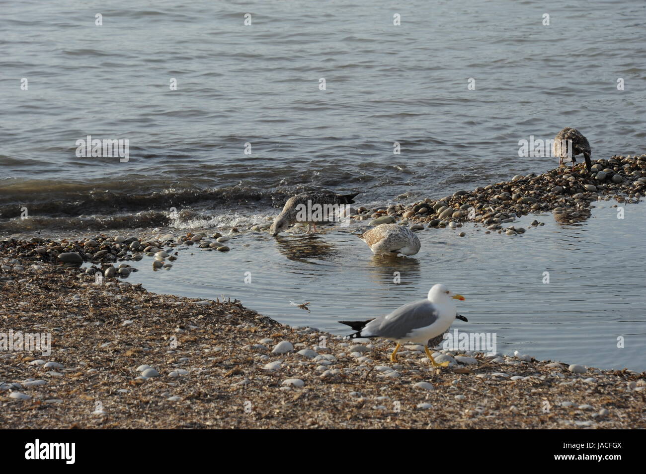 spain - bathing gulls Stock Photo - Alamy
