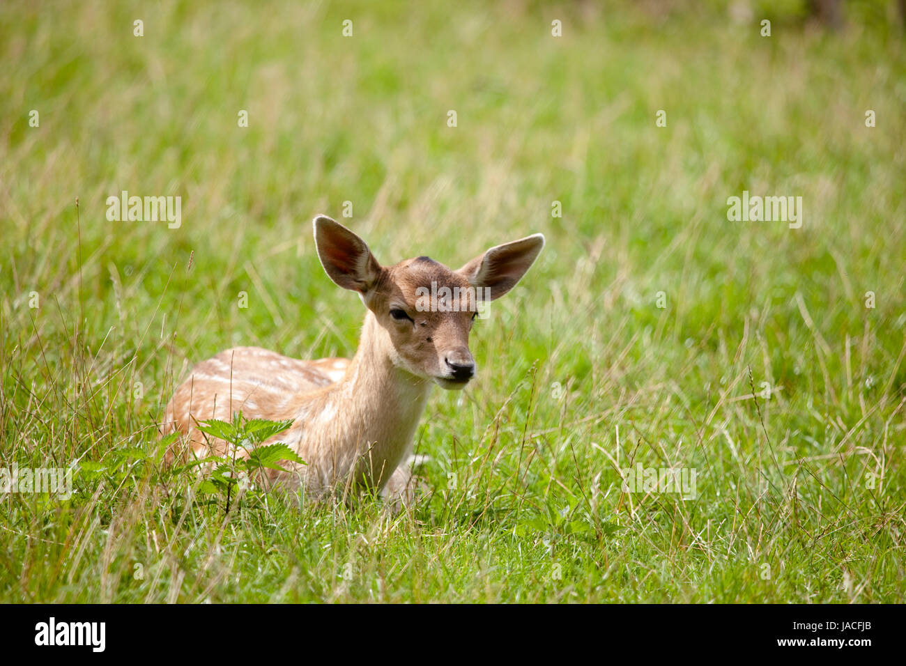 where is mama Stock Photo - Alamy