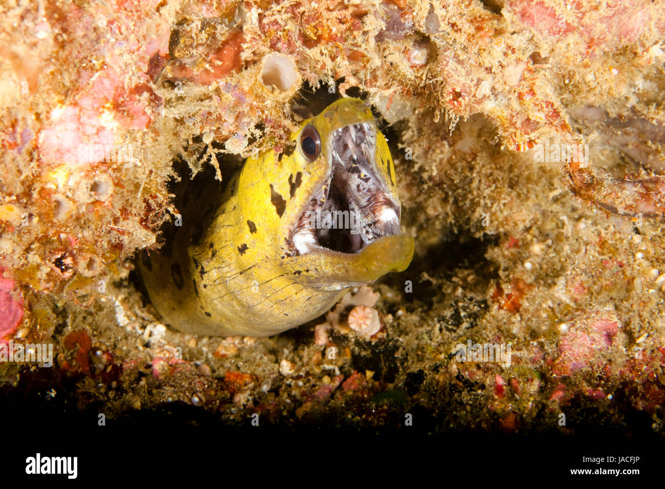 Deep sea diver night hi-res stock photography and images - Alamy