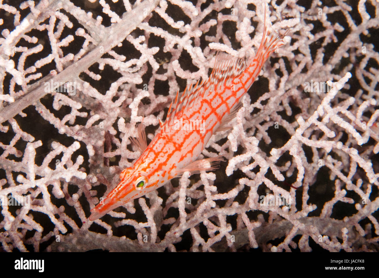 Long nose fish hi-res stock photography and images - Alamy