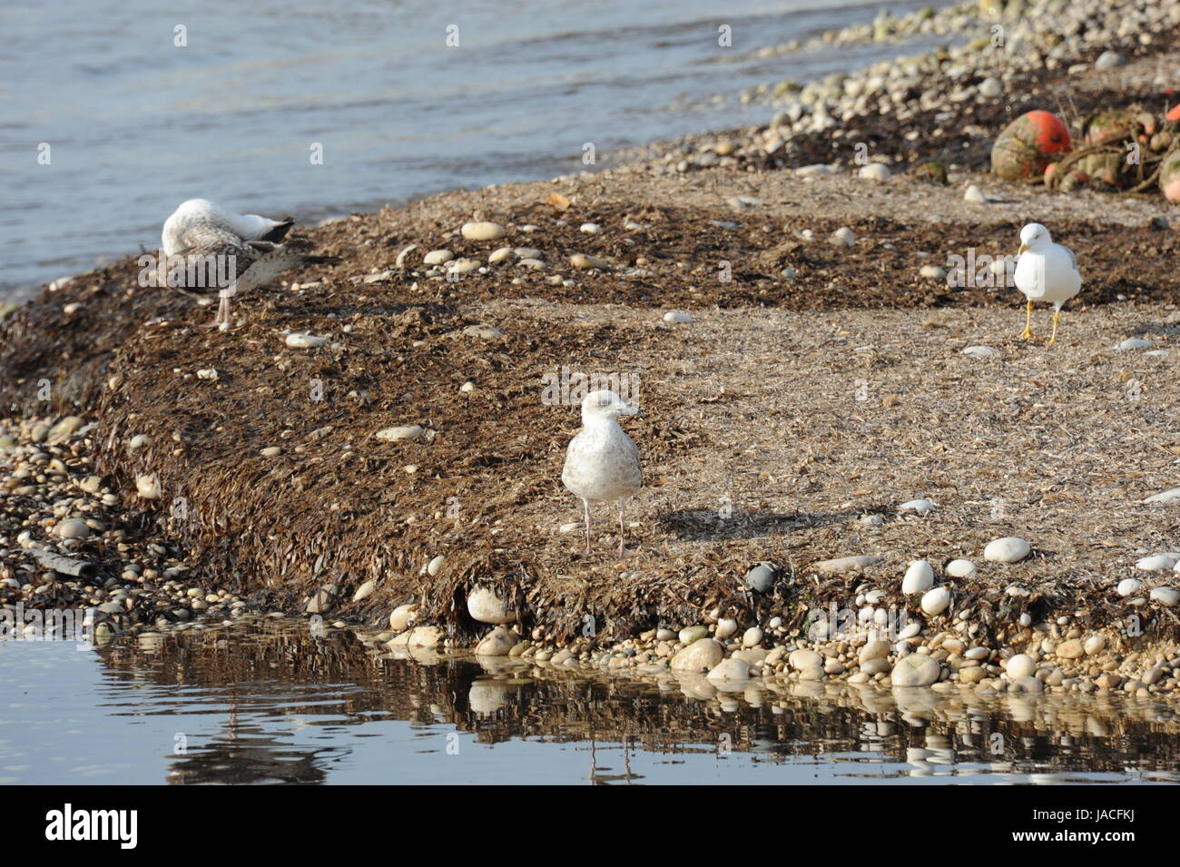salt water sea Stock Photo - Alamy