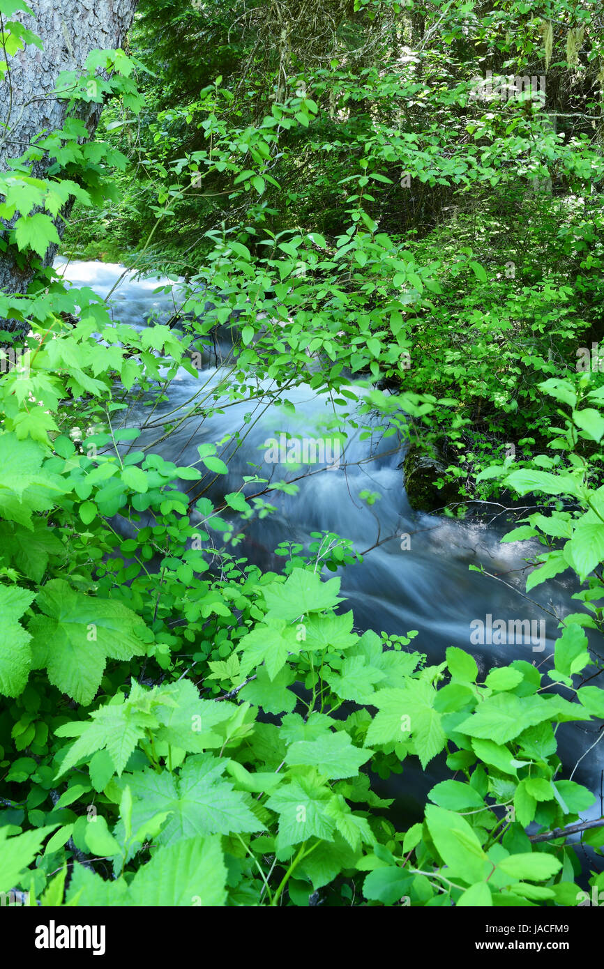 Creek waters rushing through a mountain forest Stock Photo - Alamy