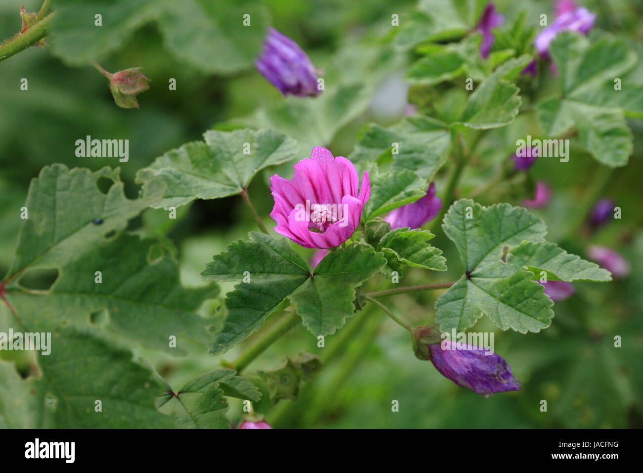 Mallow medicinal plant hi-res stock photography and images - Alamy