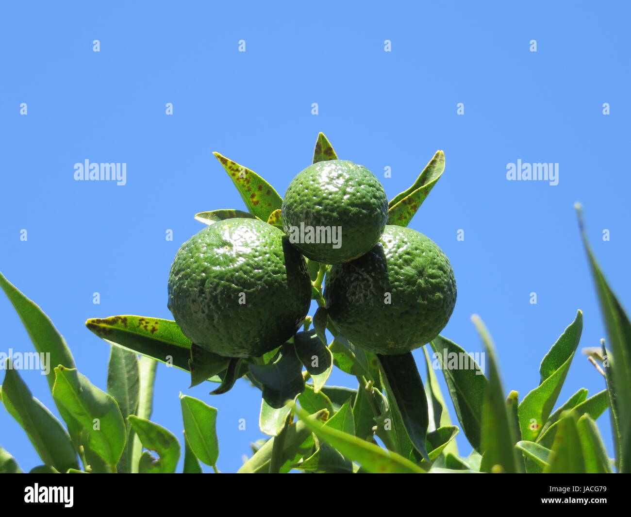 Orange tree fruit immature infantile hi-res stock photography and ...