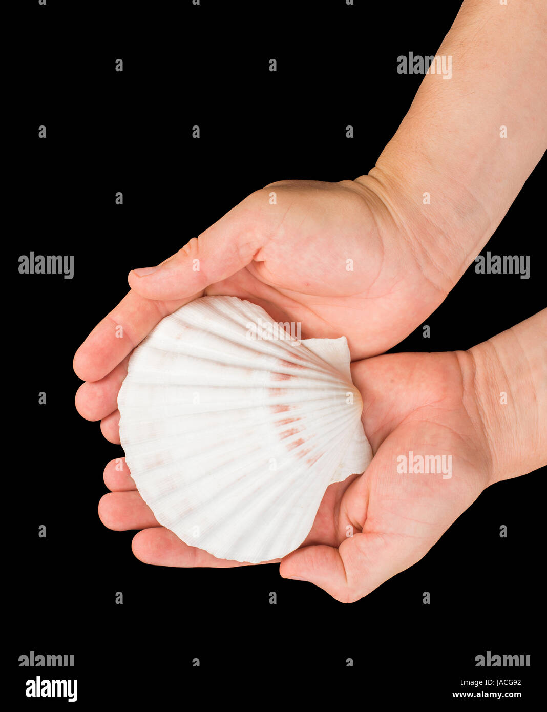 Scallop shell. Black isolated. Hand holding shell Stock Photo - Alamy