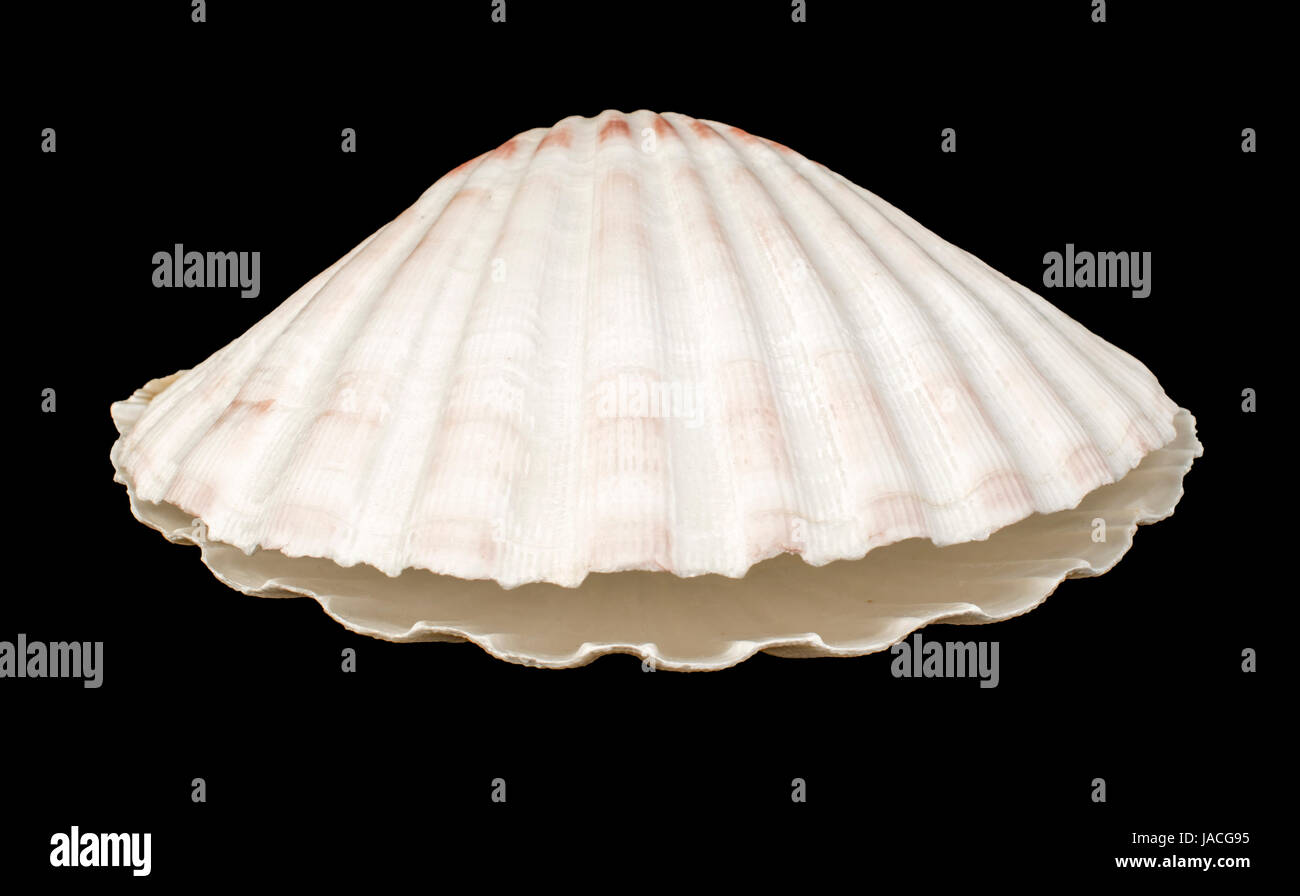 Scallop shell. Black isolated Stock Photo - Alamy