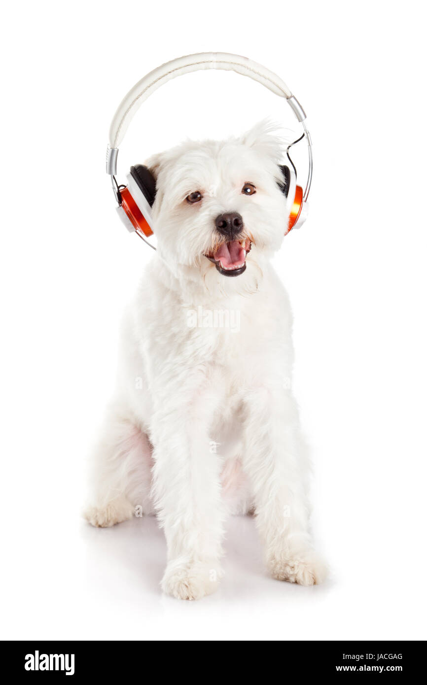 dog listening to music with headphones isolated on white background ...