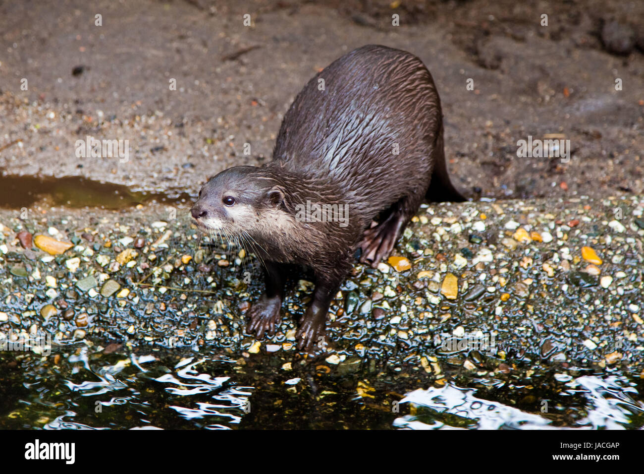 Smallest otter species hi-res stock photography and images - Alamy