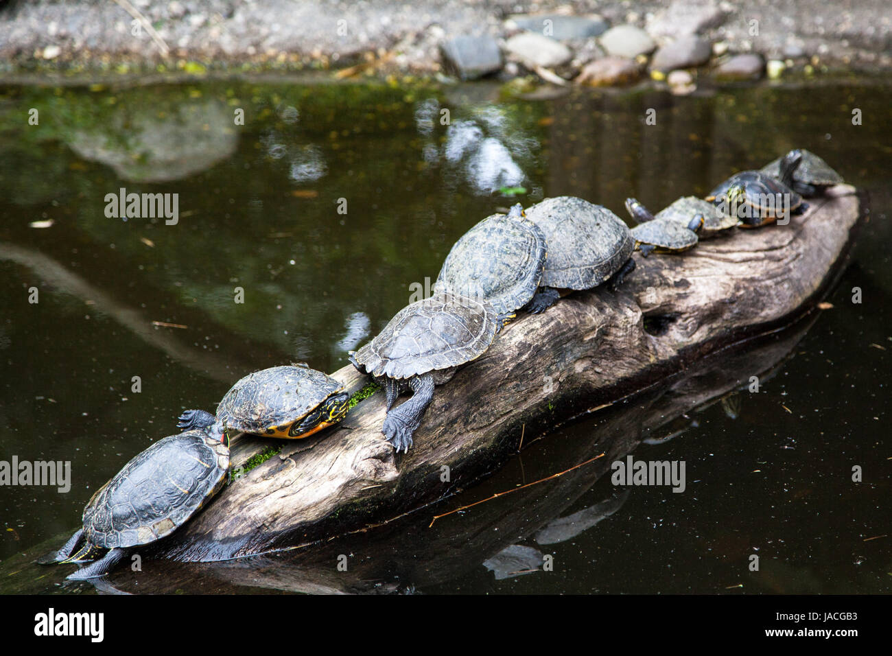 Striped turtles hi-res stock photography and images - Alamy