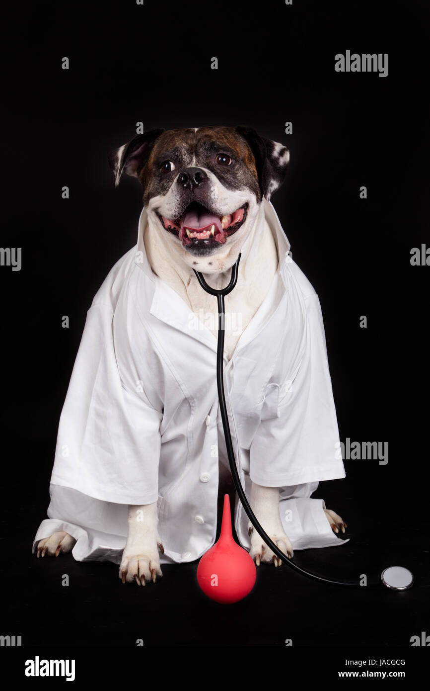 American Bulldog. dog dressed in a doctor coat and wearing a ...