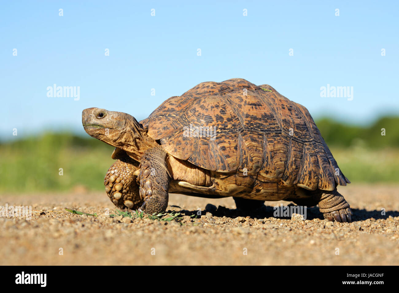 Leopard or mountain tortoise (Stigmochelys pardalis), South Africa ...
