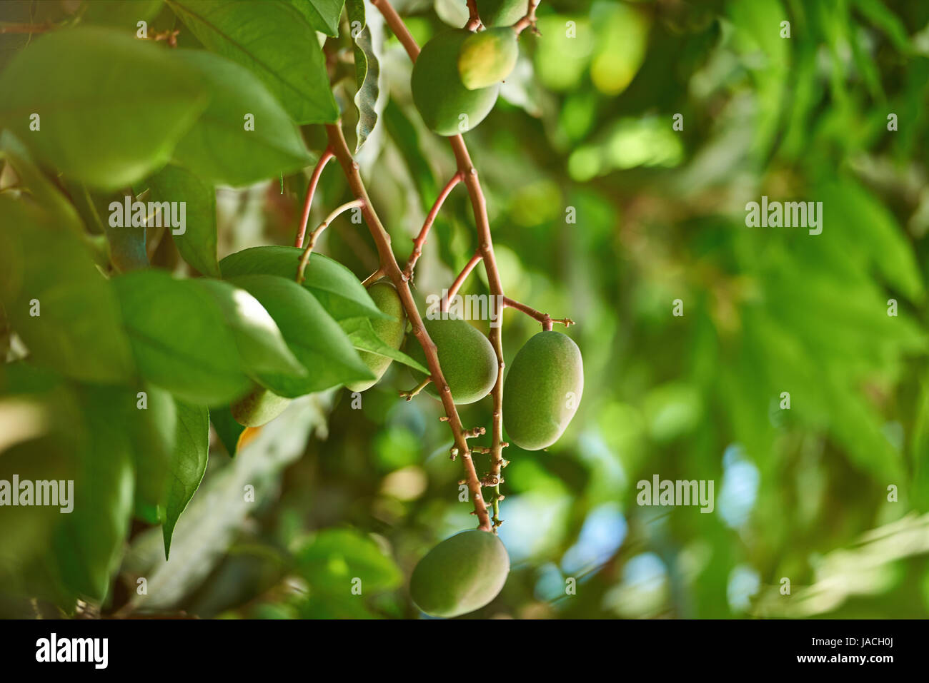 Mango tree branch on sunny light background. Green mango fruits hanging ...