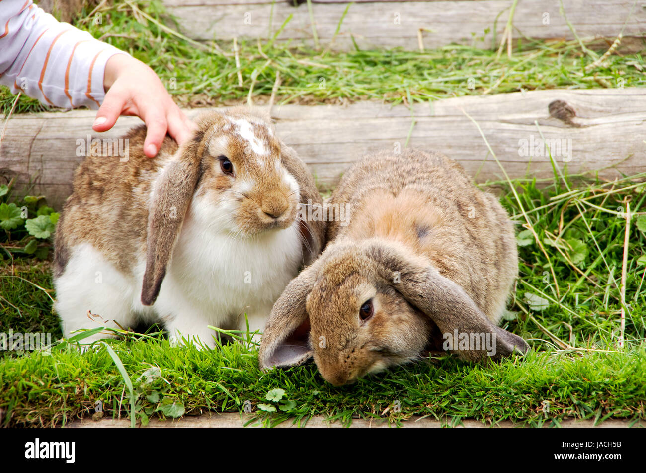 child stroking a rabbit in a petting zoo Stock Photo - Alamy