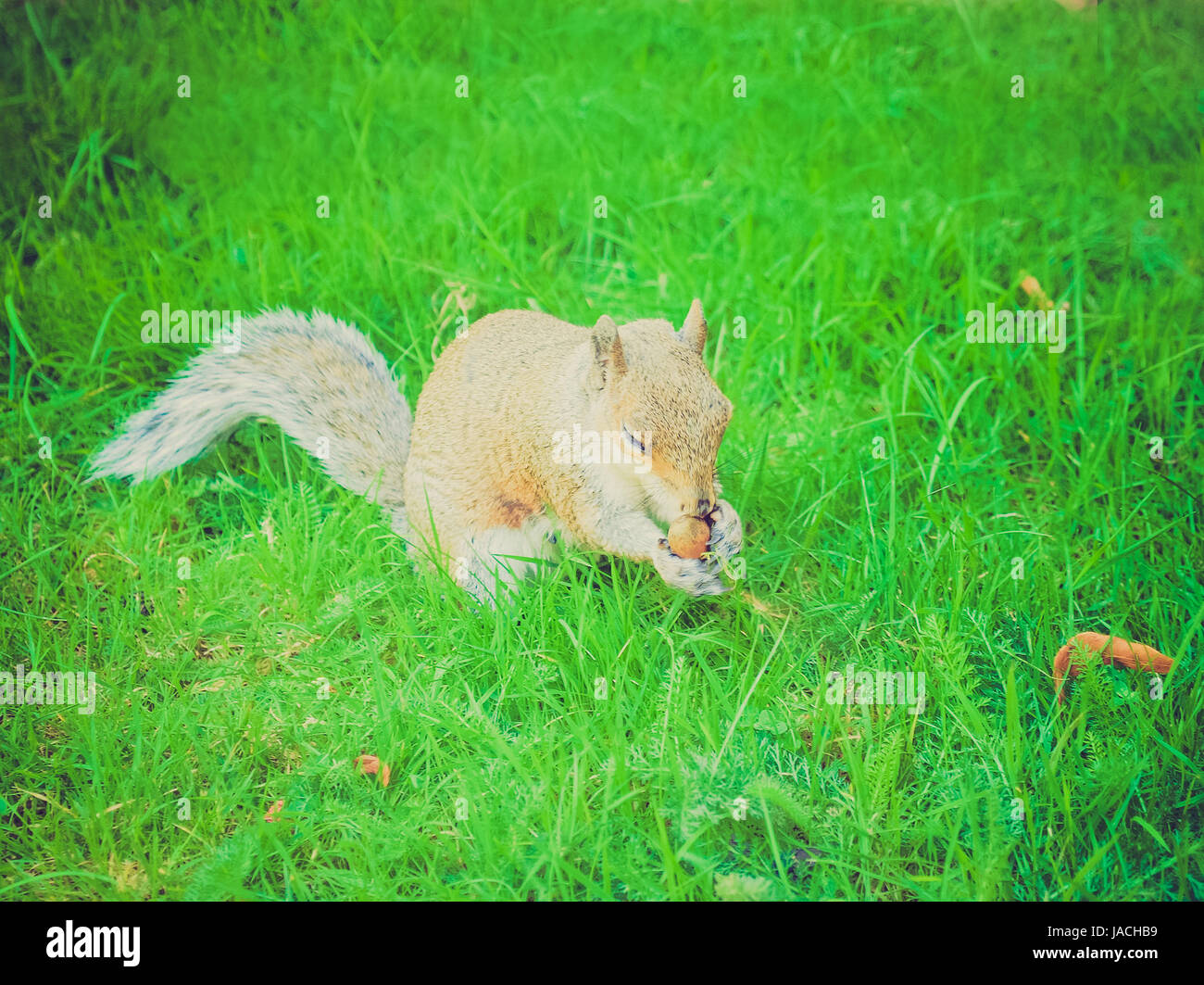 Vintage looking Squirrel scientific name Animalia Chordata Mammalia ...
